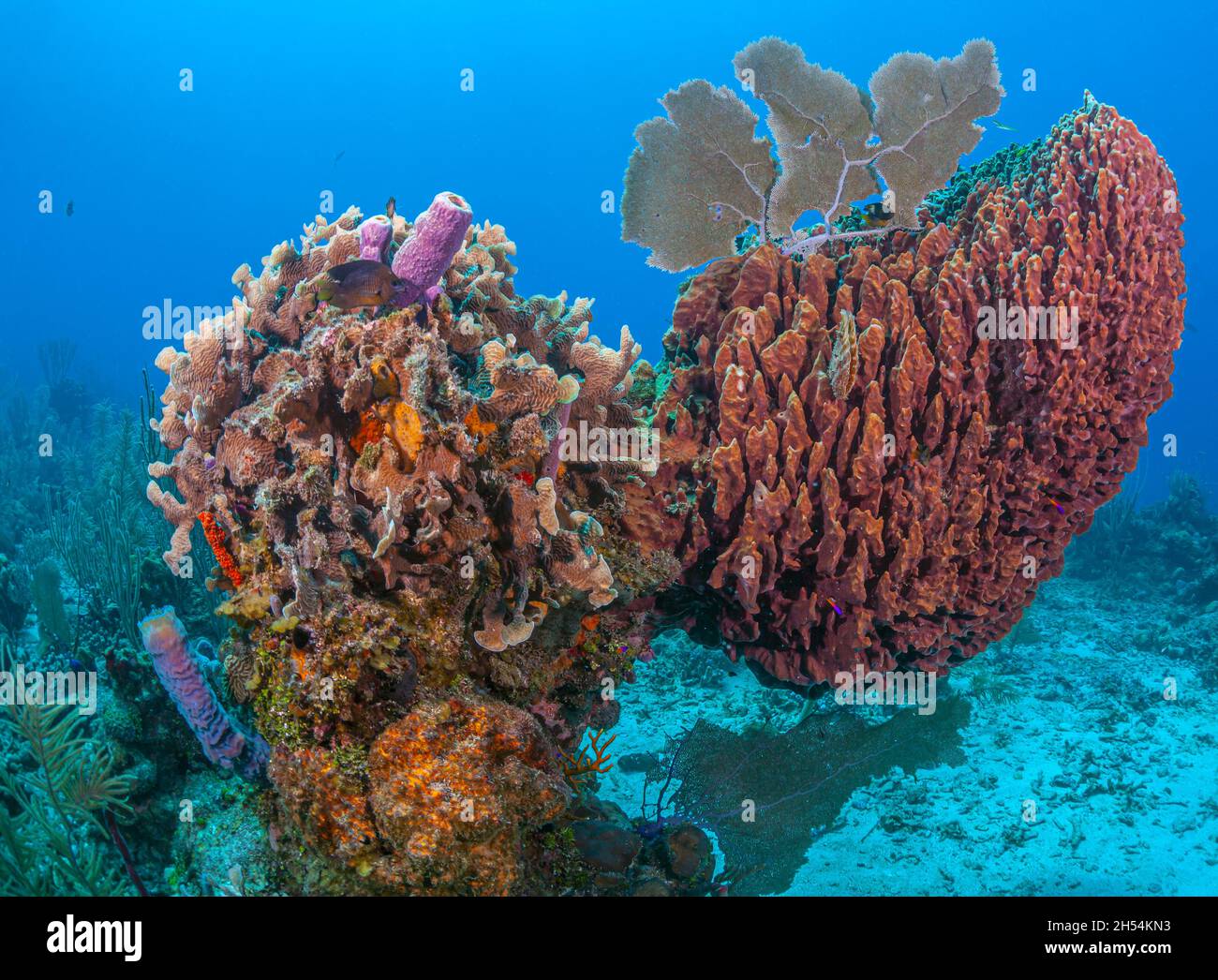 Caribbean coral reef with large barrel sponge. off coast of Roatan ...