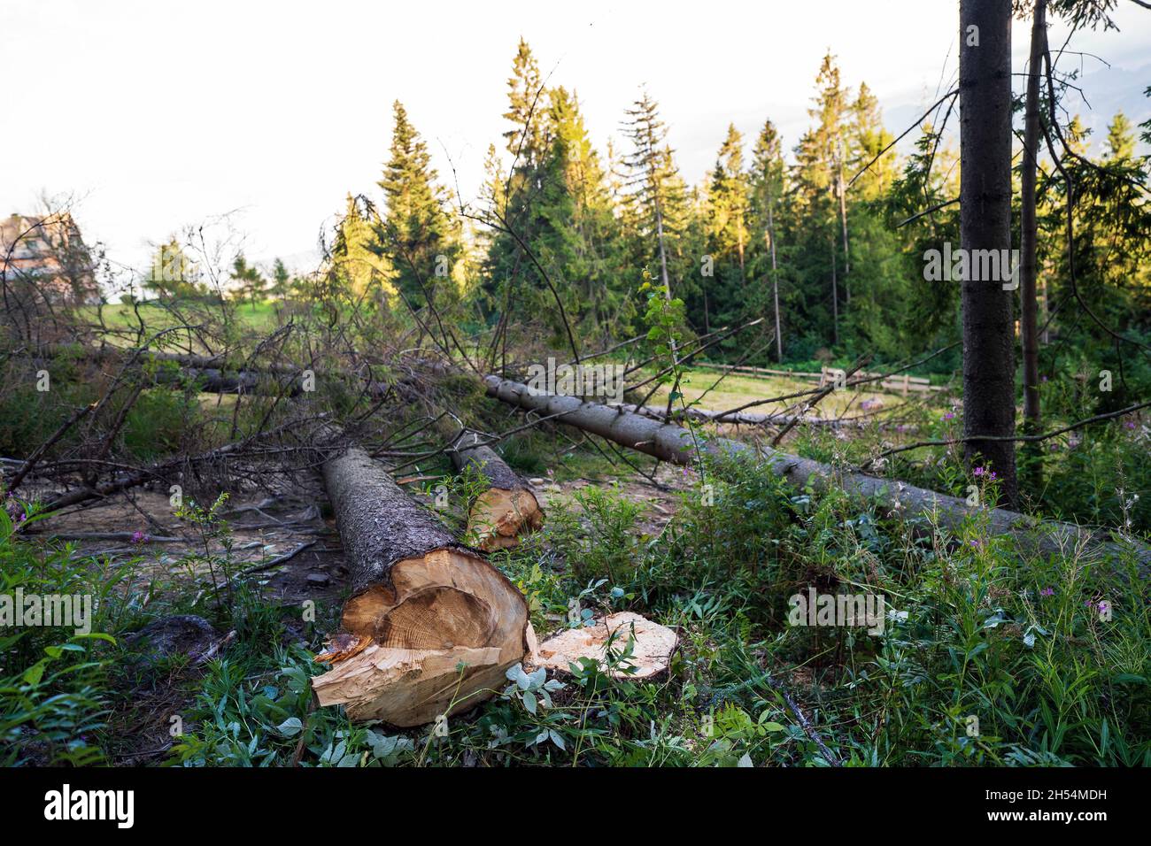 Freshly cut birch trees hi-res stock photography and images - Alamy