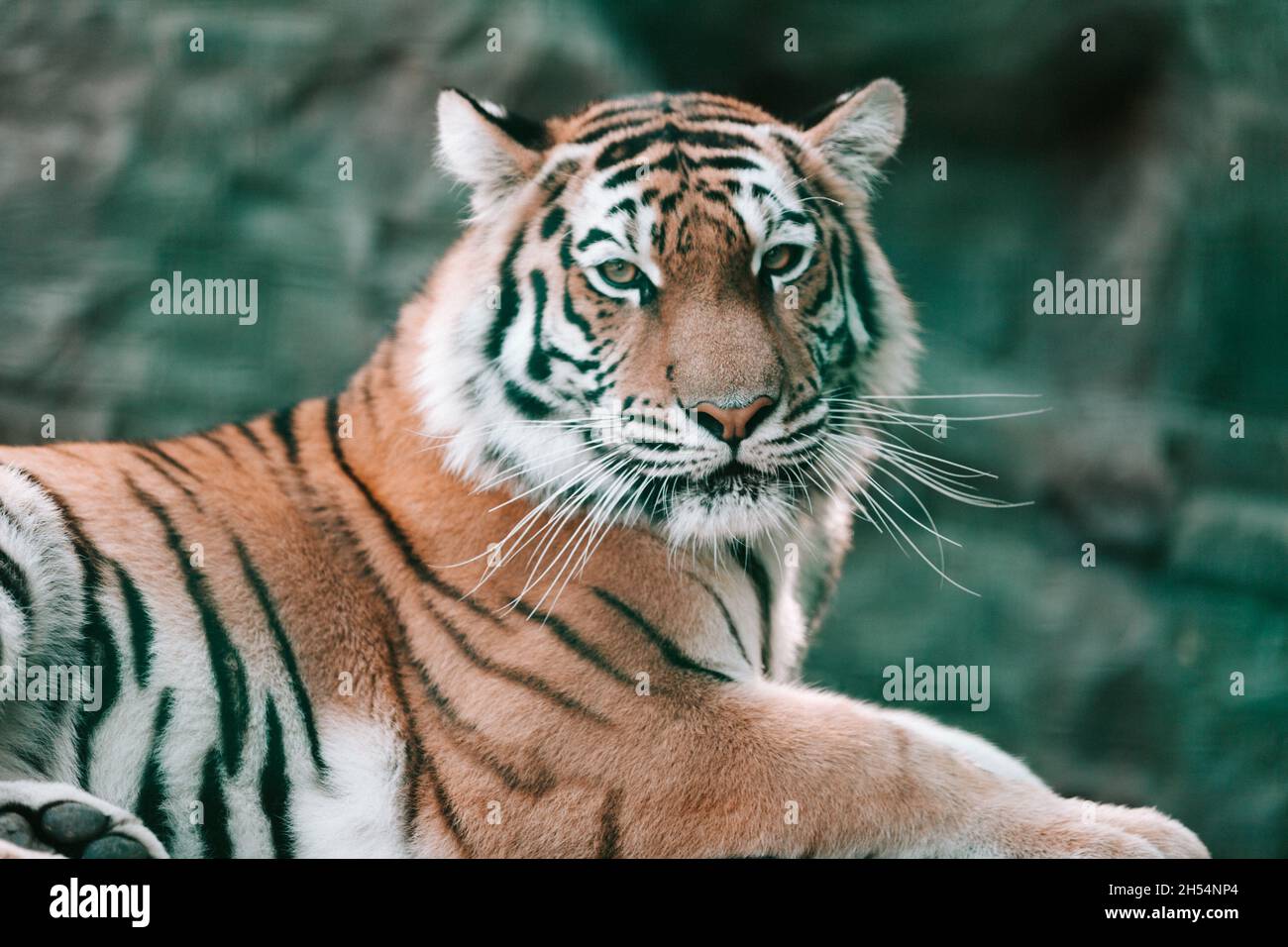 A fine tiger lay down on the table in the zoo Stock Photo - Alamy