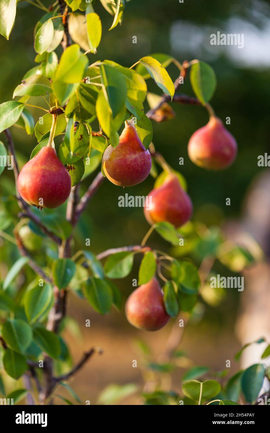 Pear tree. Pear green garden with fruit Stock Photo - Alamy