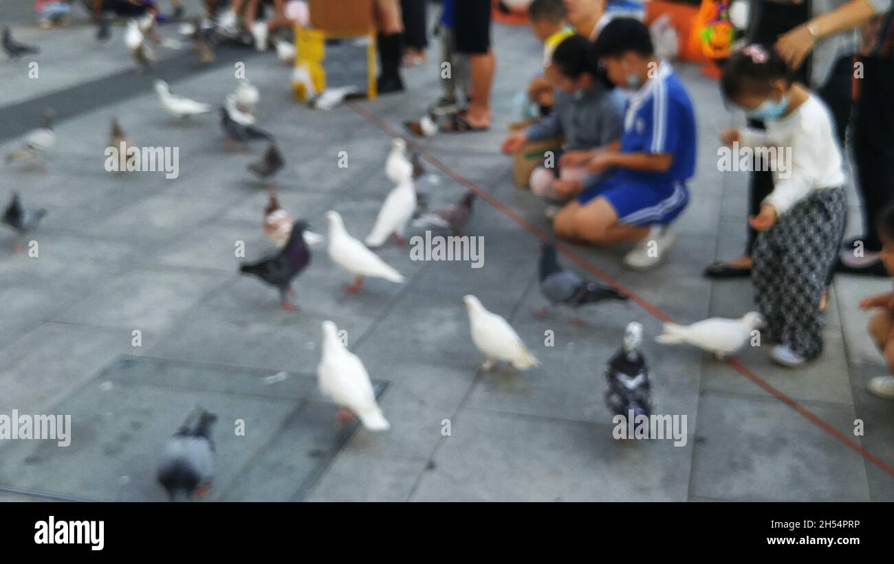 Shenzhen, China: pigeons on the street, people are watching Stock Photo ...