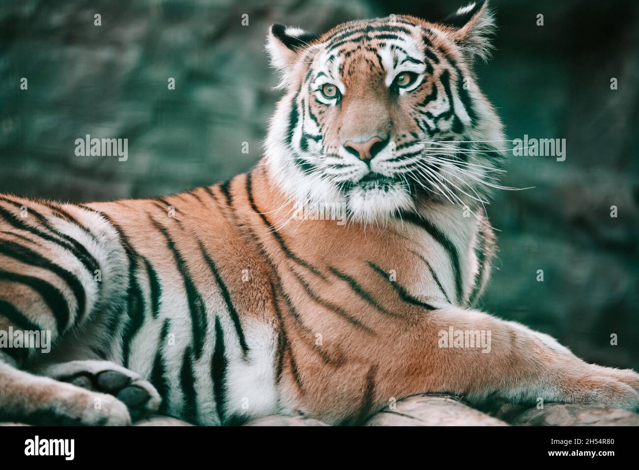A fine tiger lay down on the table in the zoo Stock Photo - Alamy