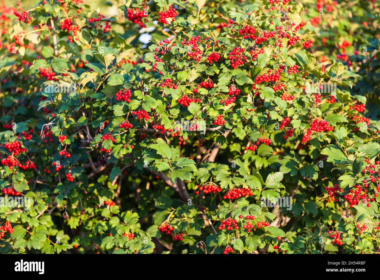 Common hawthorn leaf hi-res stock photography and images - Alamy
