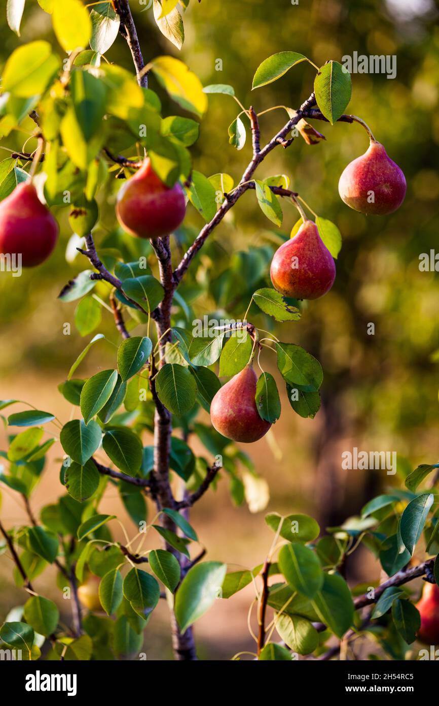 Pear tree. Pear green garden with fruit Stock Photo - Alamy