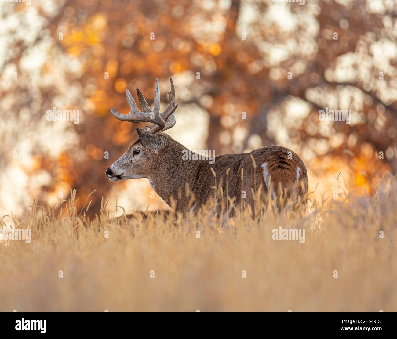 Old mature White tailed deer male (buck) standing broadside in field at ...
