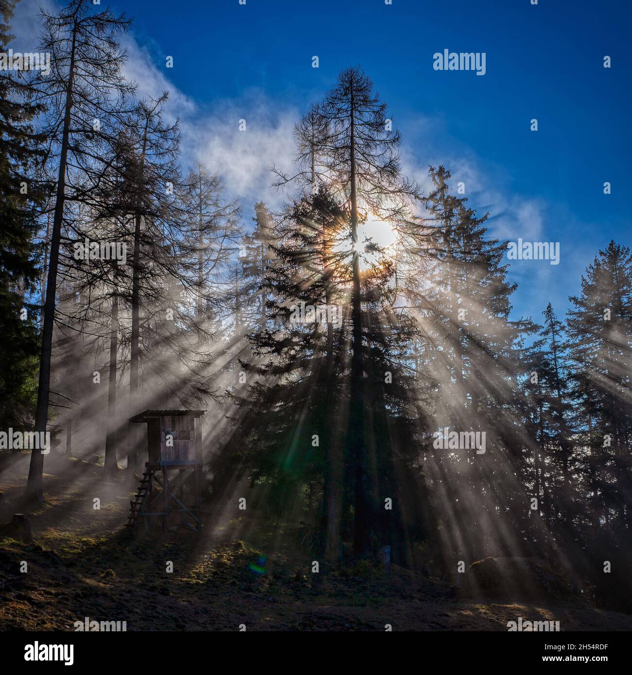Mesmerizing sun-drenched landscape of a forest with backlit trees Stock ...