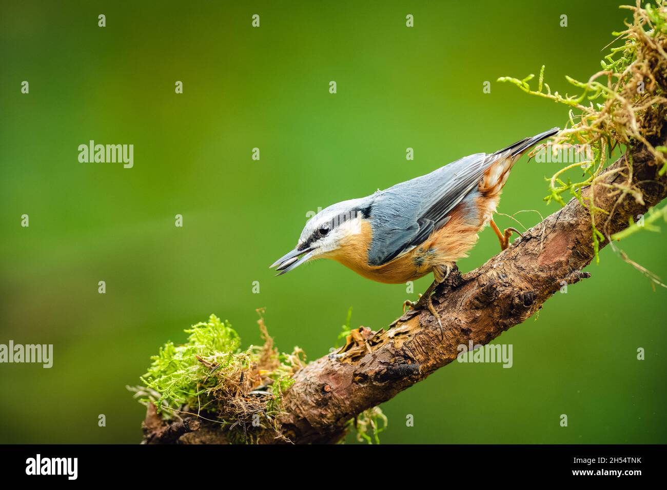 The Eurasian nuthatch (Sitta europaea) on a branch, in the beak of a ...