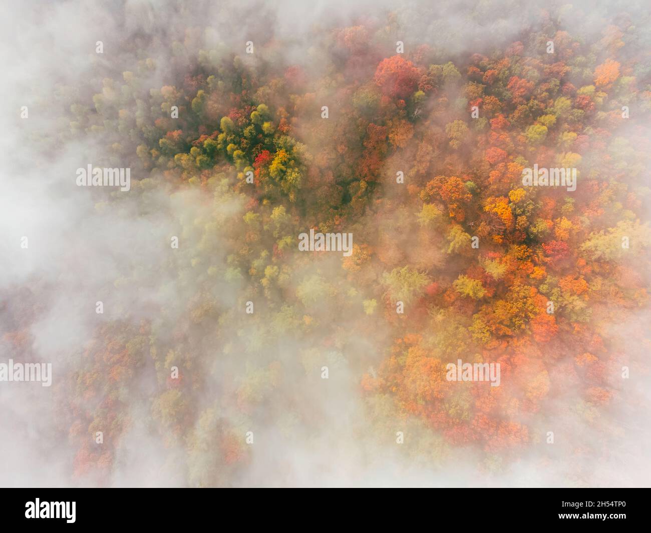 Aerial top-down view of autumn colored forest, fog, magic atmosphere ...
