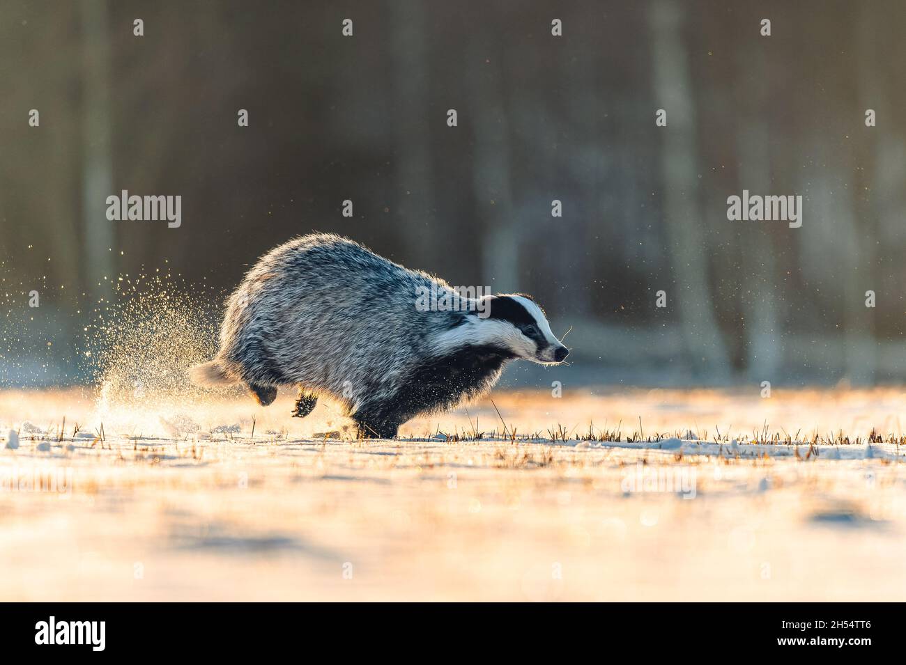Badger running hi-res stock photography and images - Alamy