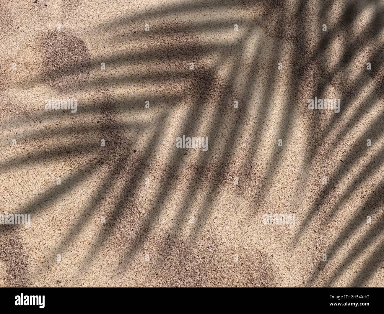 Tropical leaves shadow on sand background Stock Photo - Alamy