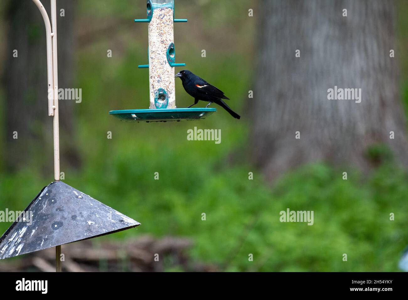 A natural view of a red-shouldered black corpse eating on a bird feeder ...