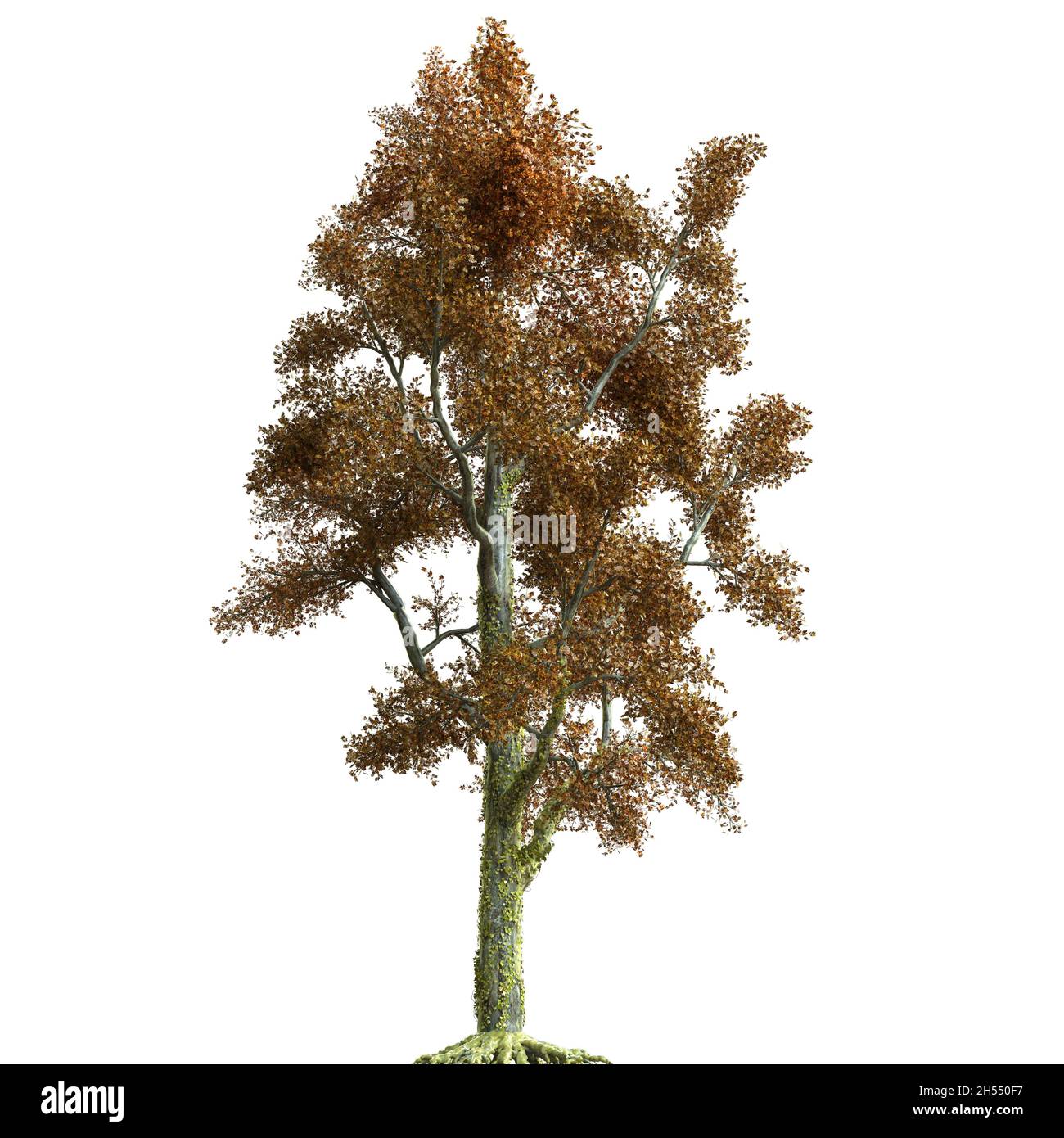 3D illustration autumn tree isolated on white background Stock Photo - Alamy