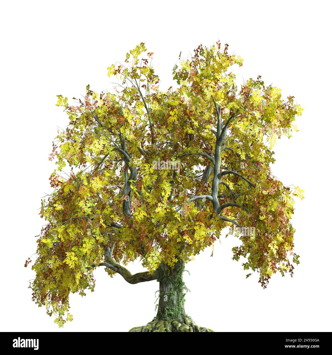 3D illustration autumn tree isolated on white background Stock Photo - Alamy