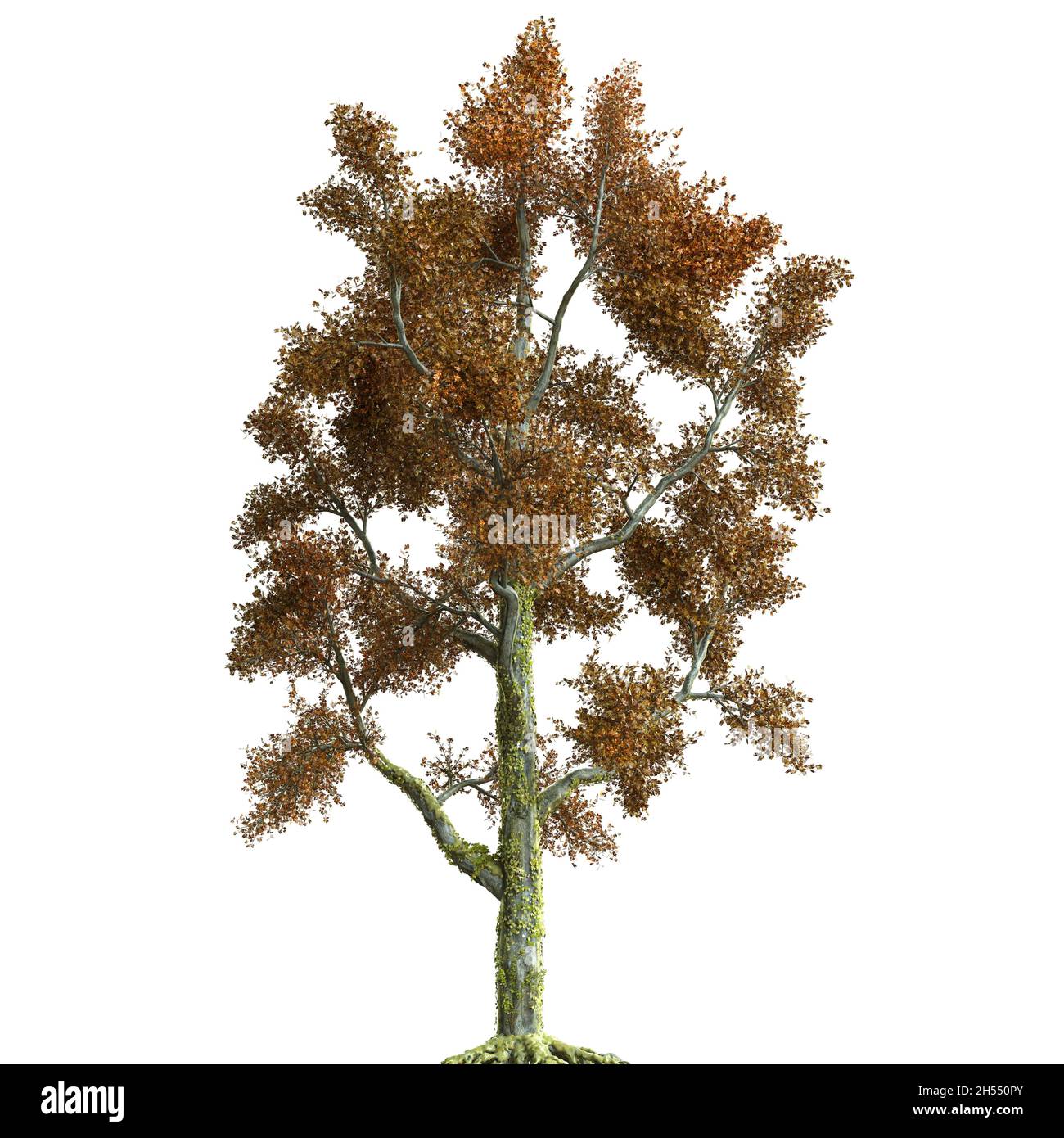 3D illustration autumn tree isolated on white background Stock Photo ...