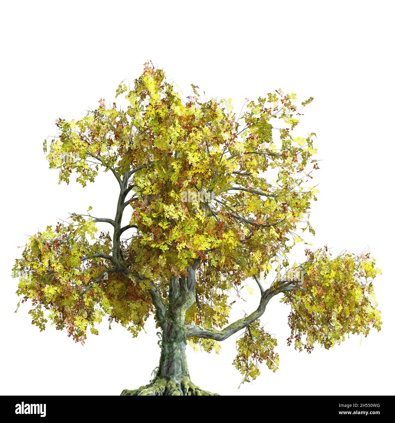 3D illustration autumn tree isolated on white background Stock Photo ...