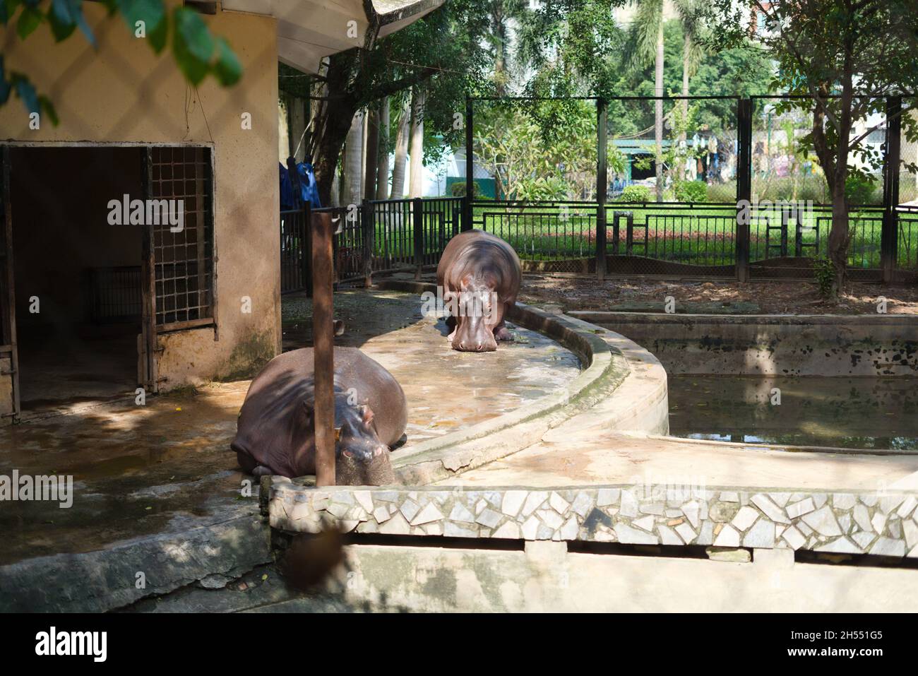 Hippos in the zoo Stock Photo - Alamy