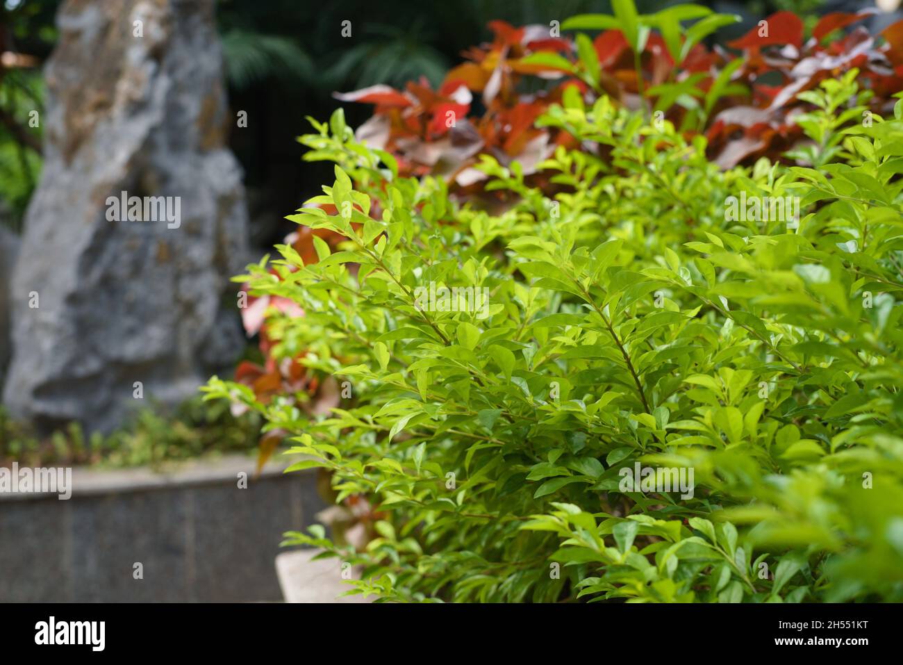 Random trees in the zoo Stock Photo - Alamy