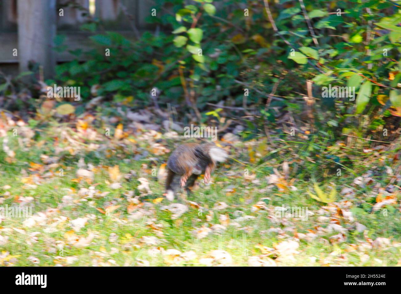Eastern Grey Squirrel (Sciurus carolinensis) with a Short, Bunny-like ...