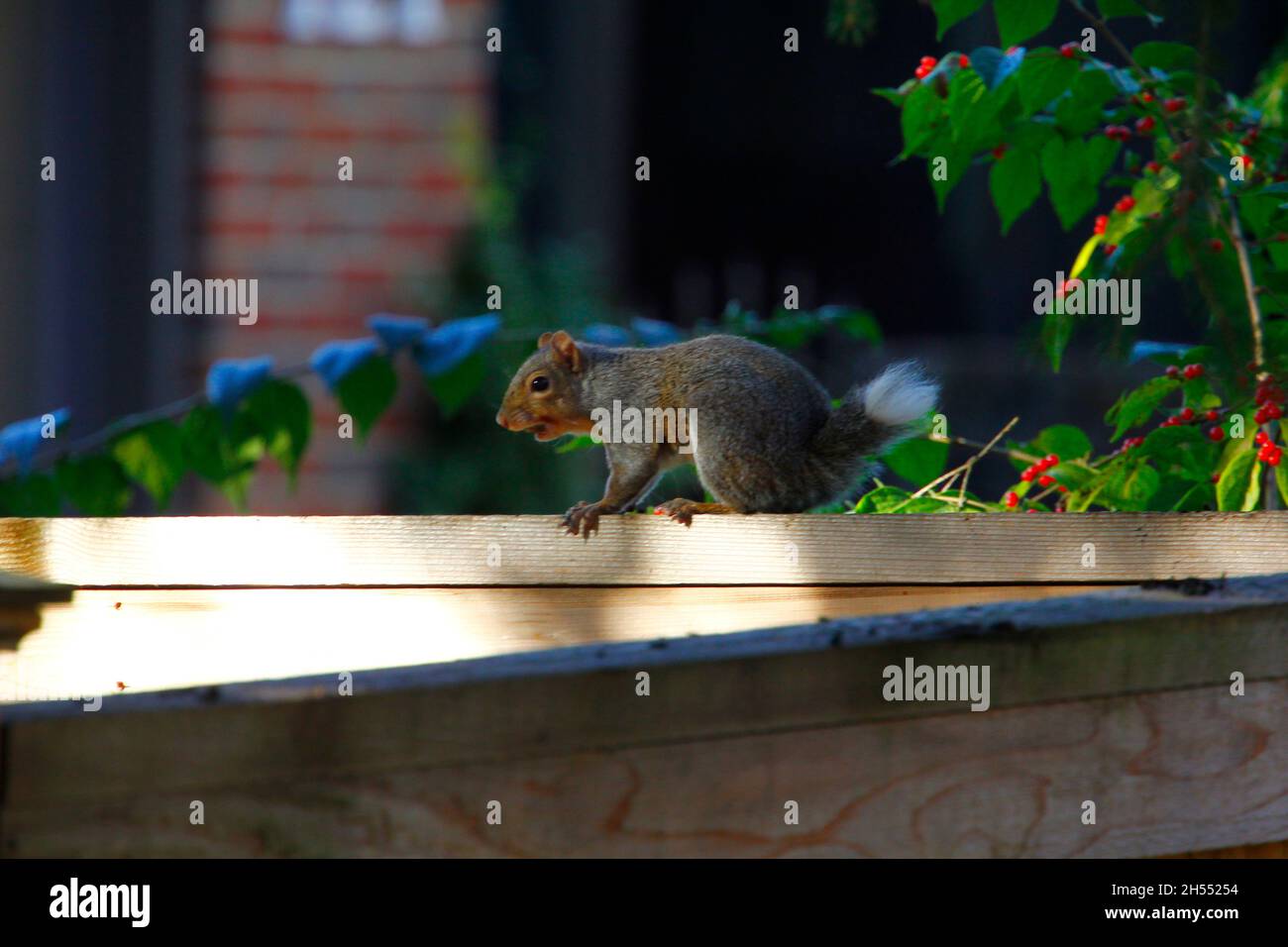 Eastern Grey Squirrel (Sciurus carolinensis) with a Short, Bunny-like ...