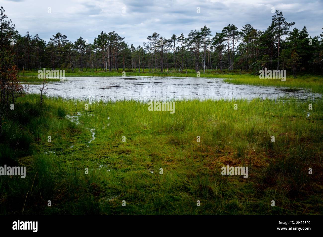 Visiting of Viru raba Estonia Stock Photo - Alamy