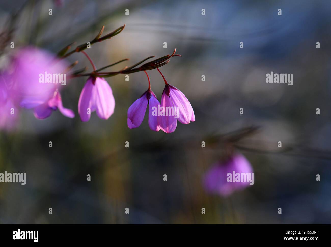 Drooping flowers hi-res stock photography and images - Alamy