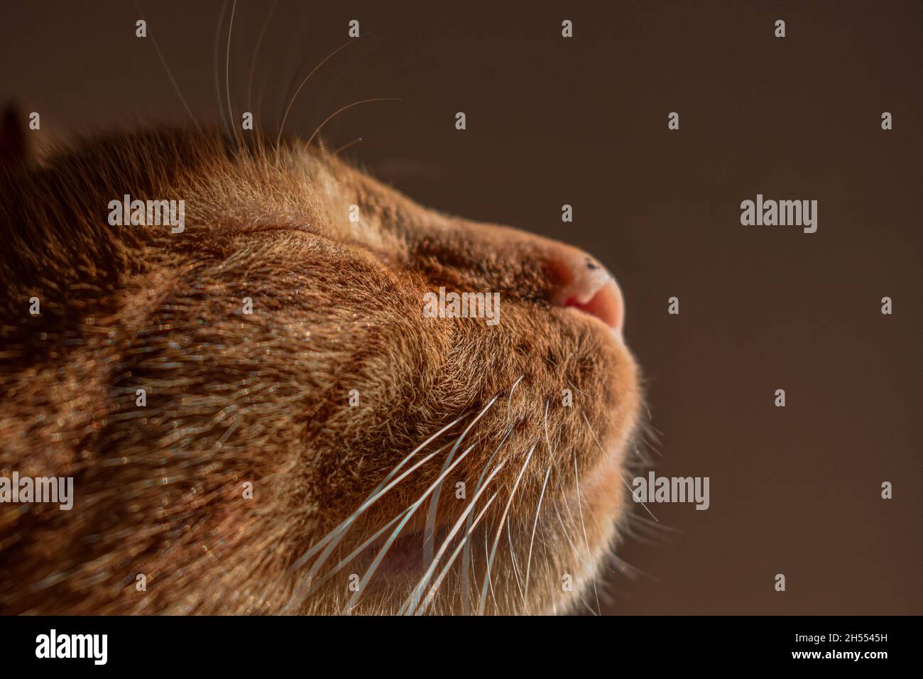 Portraits of wild cats hi-res stock photography and images - Alamy