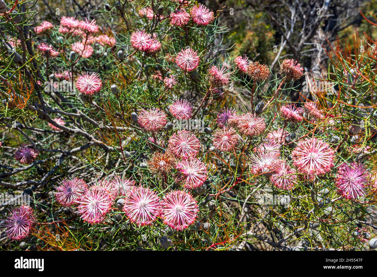 Australian spring wildflower hi-res stock photography and images - Alamy