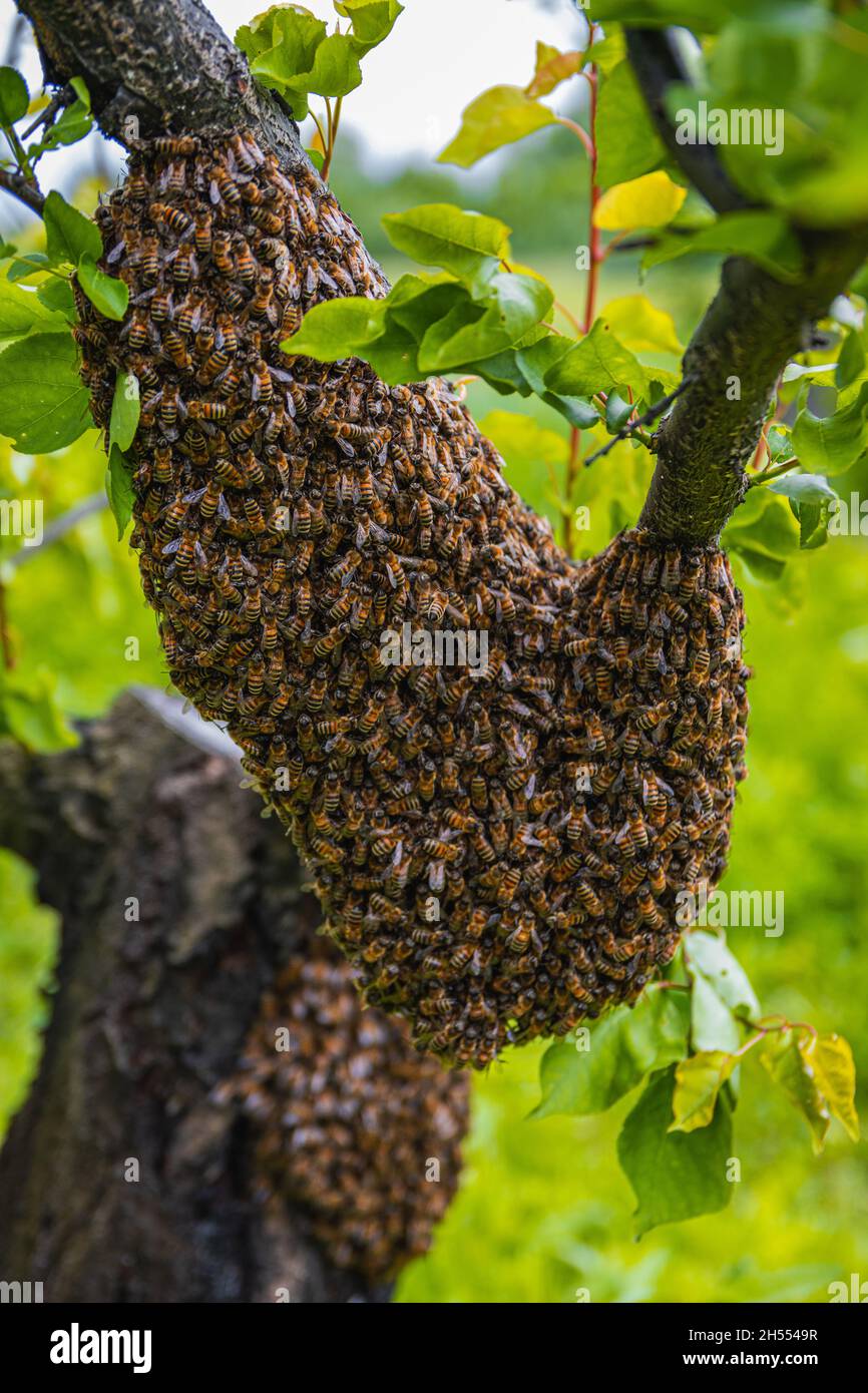 Bee home hi-res stock photography and images - Alamy