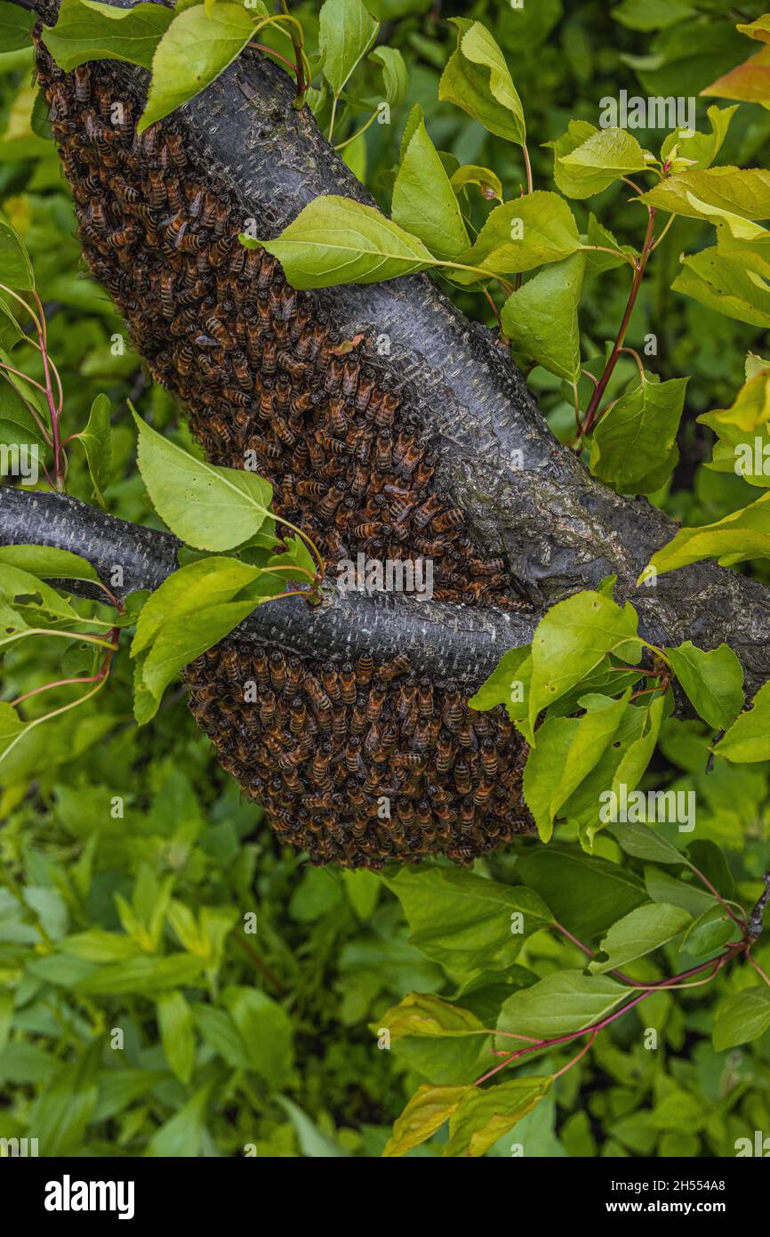 Hard worker bee hi-res stock photography and images - Alamy