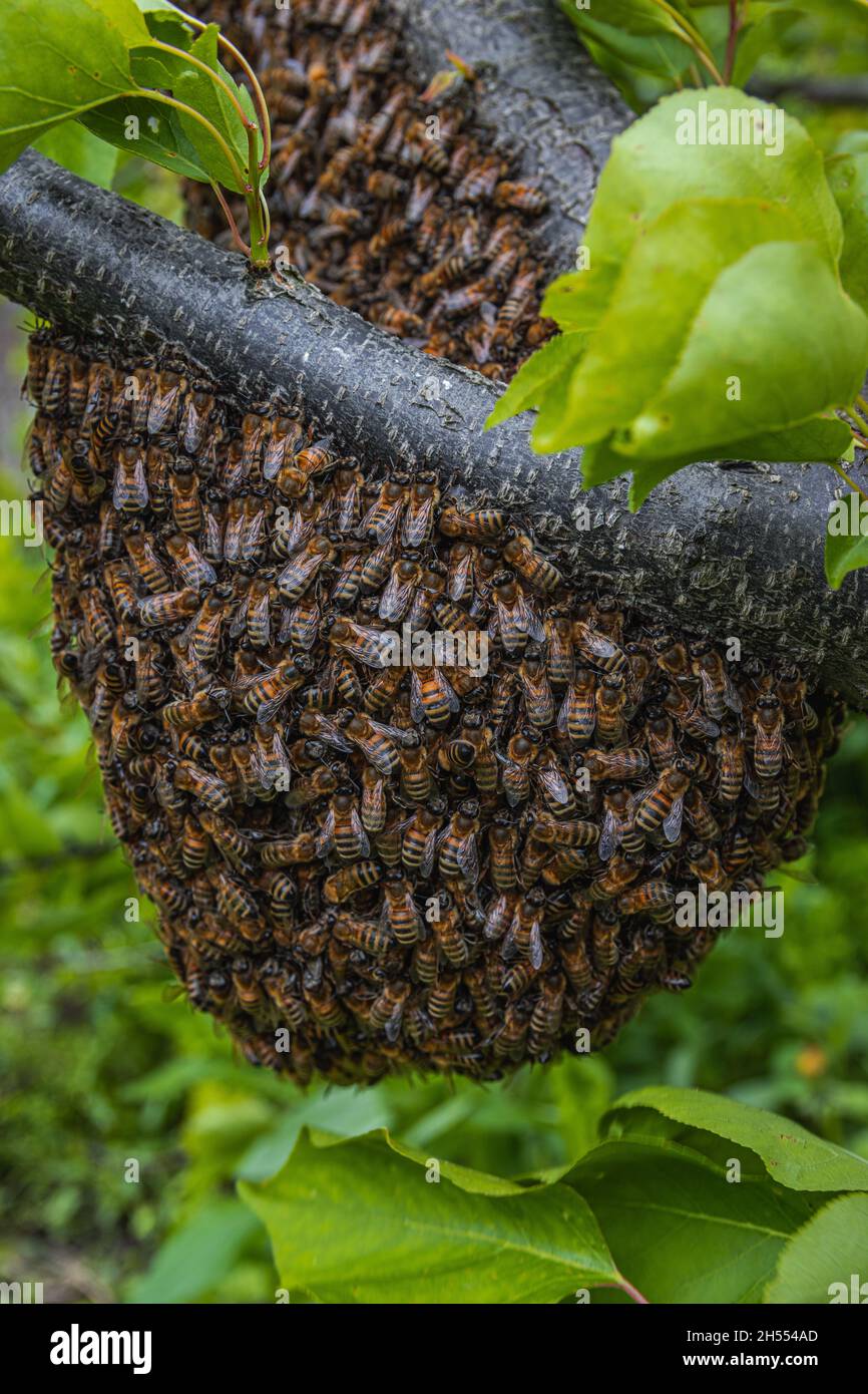 Home Swarm of Bees are Preparing to Move Stock Photo - Alamy