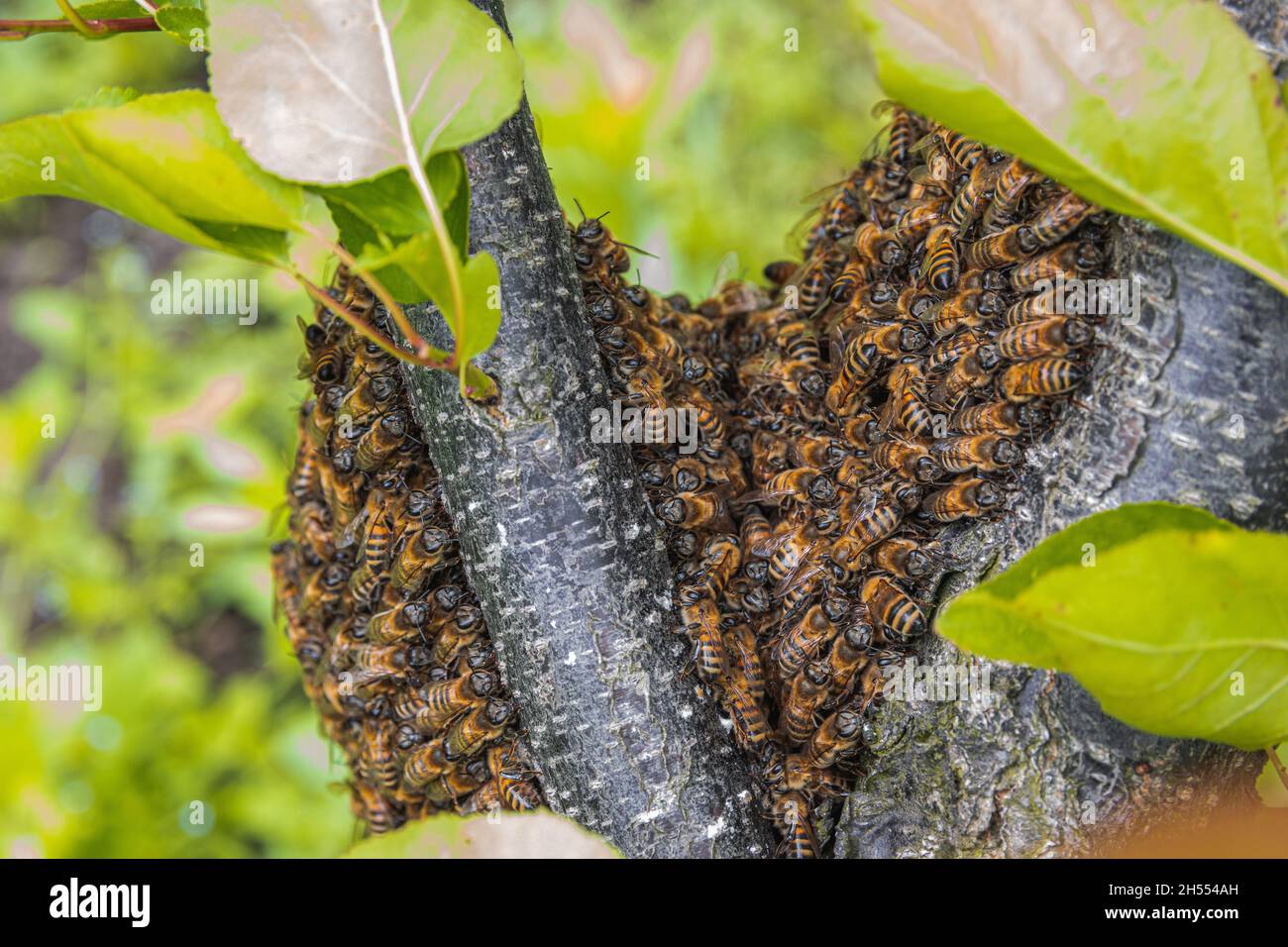 Home Swarm of Bees are Preparing to Move Stock Photo - Alamy