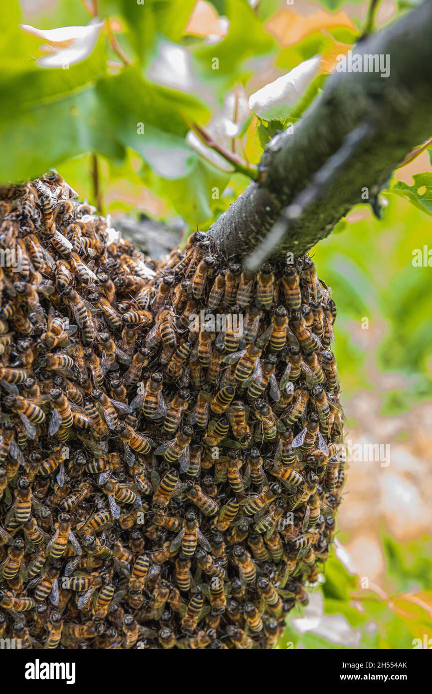 Beehive honey home bees hi-res stock photography and images - Alamy