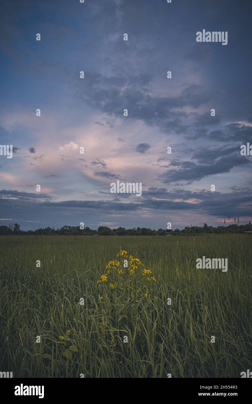 Flowers in Endless Green Field on a Background Sunset, a green field on ...