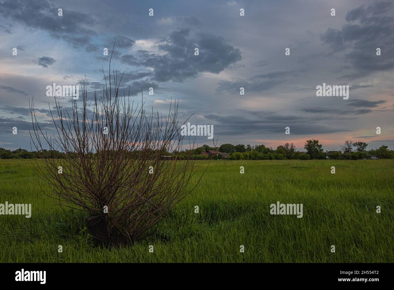 One Bush Among the Green Field Stock Photo - Alamy