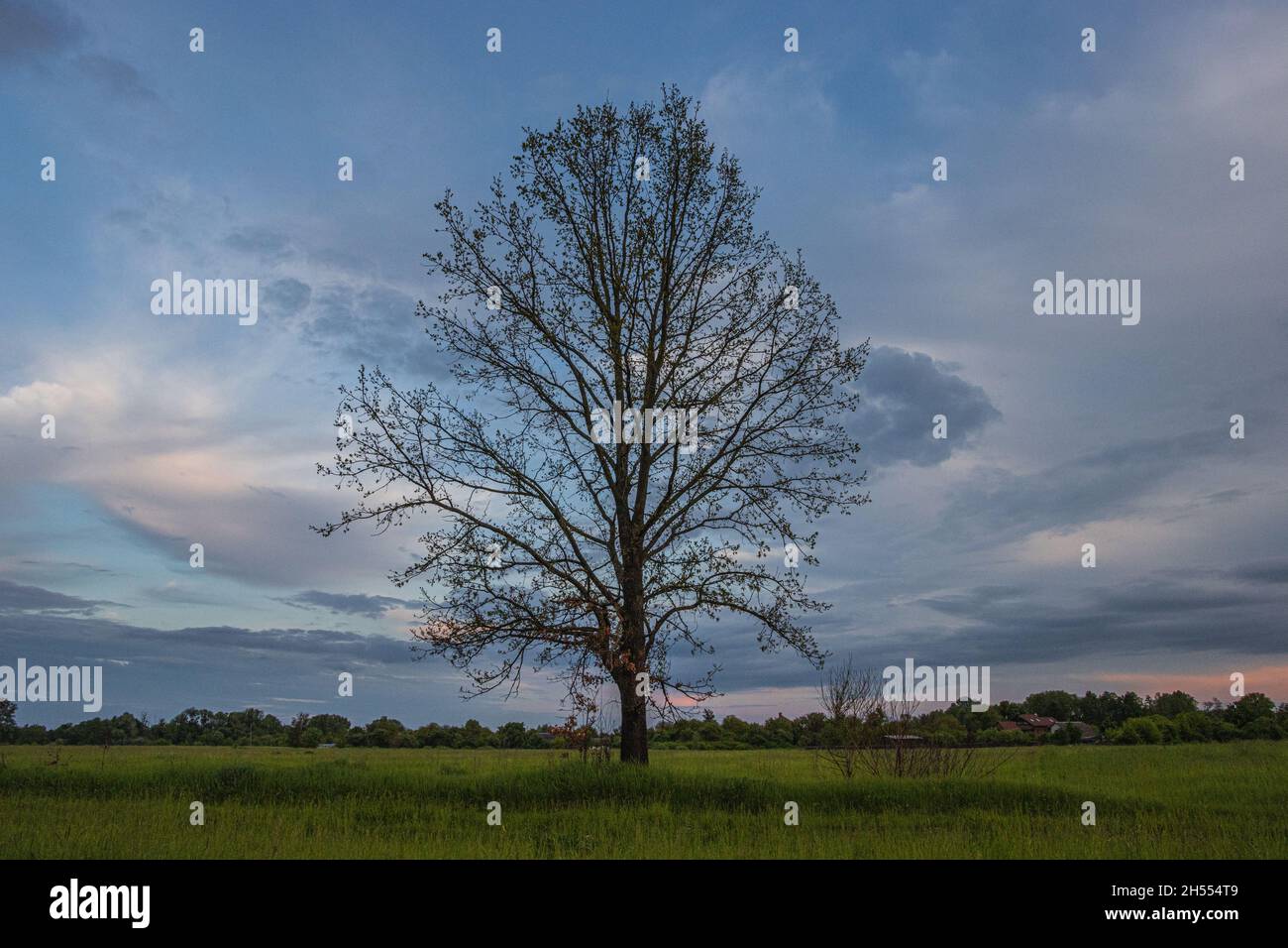 One Tree Among the Green Field Stock Photo - Alamy