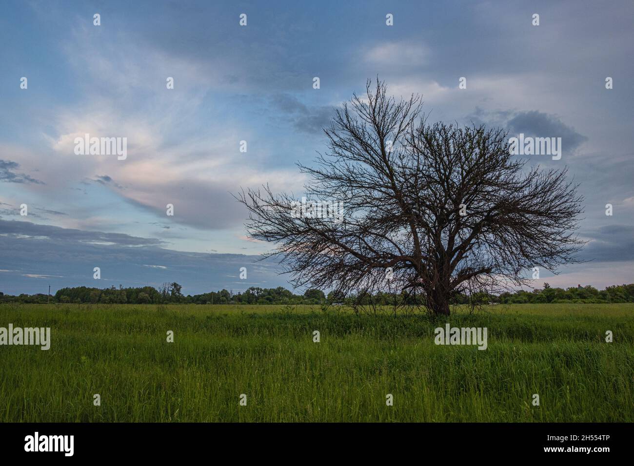Big one green oak hi-res stock photography and images - Alamy