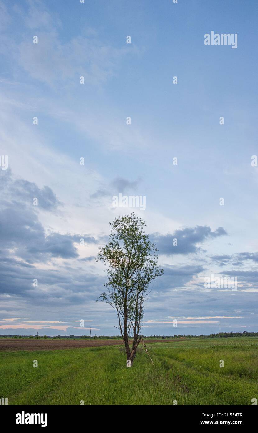 One Tree Among the Green Field Stock Photo - Alamy