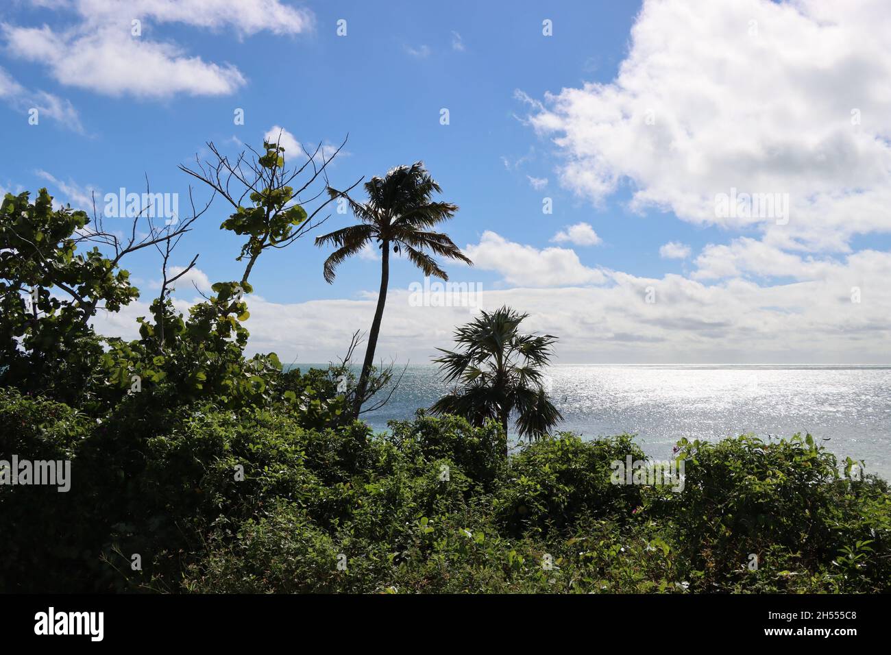 Lush palm trees hi-res stock photography and images - Alamy
