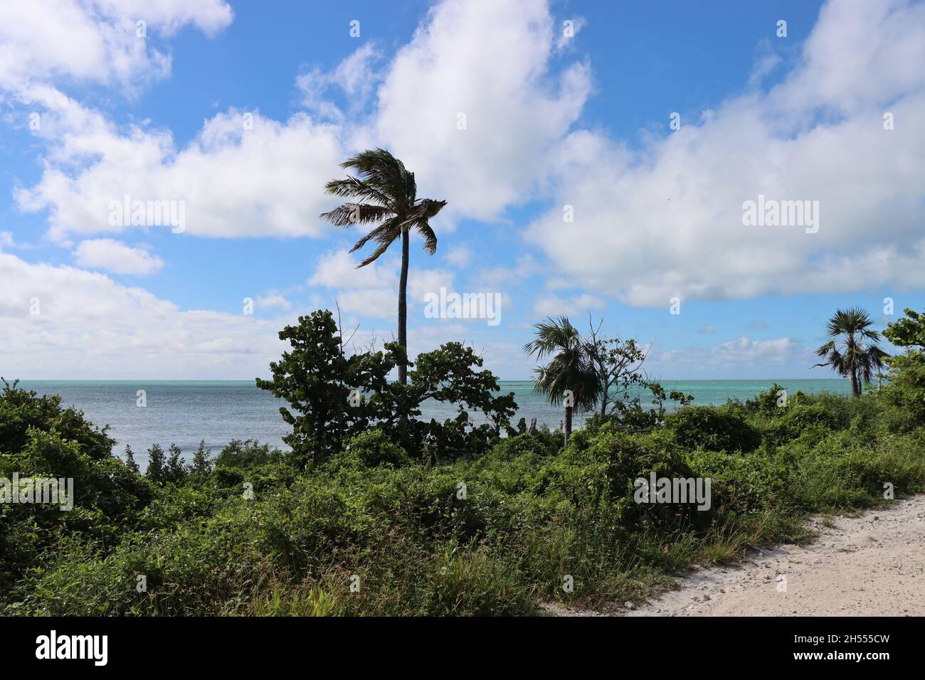 Gorgeous palm trees hi-res stock photography and images - Alamy