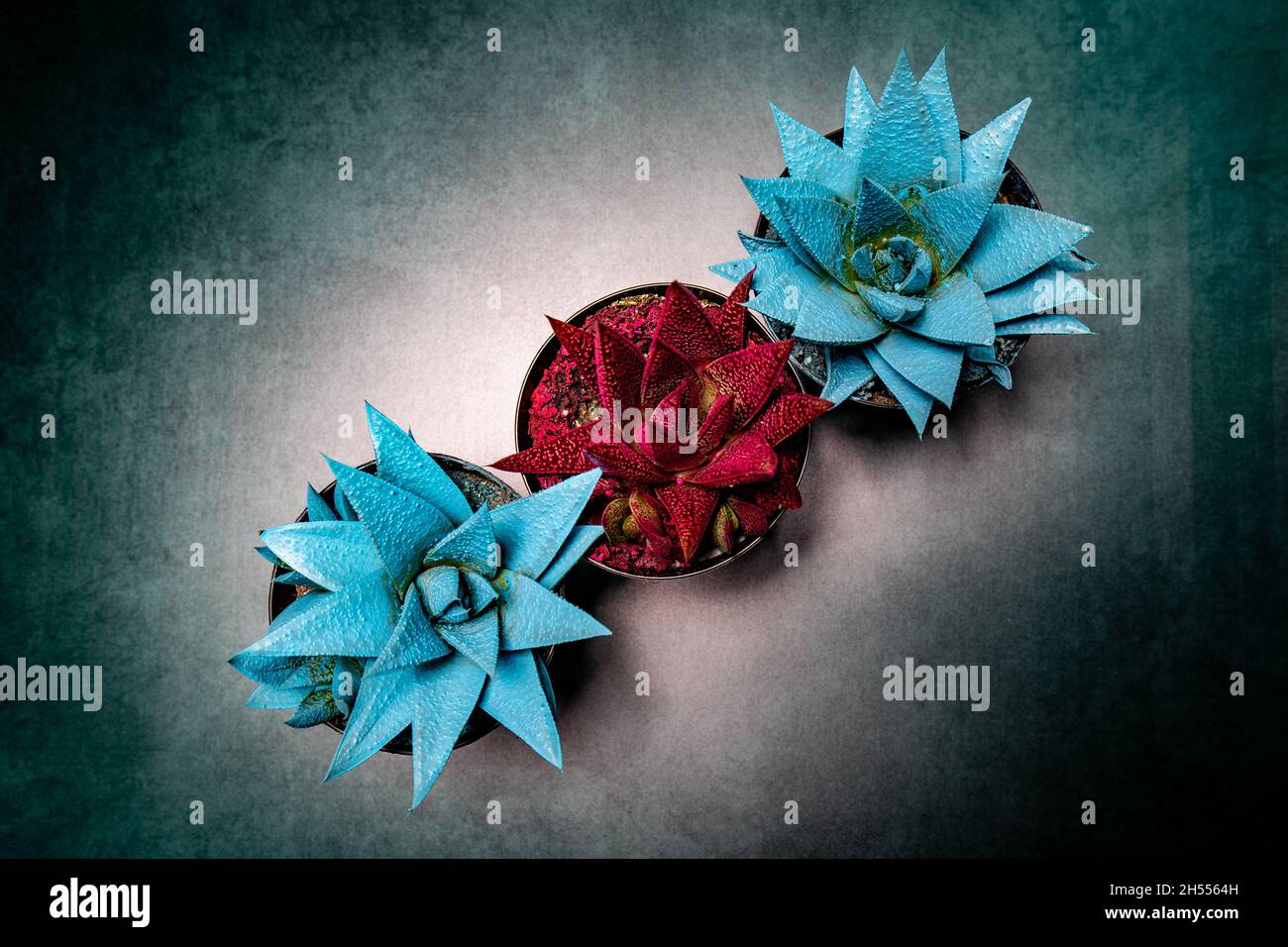 Succulent Plants Haworthia Houseplants in turquoise and red lay flat ...