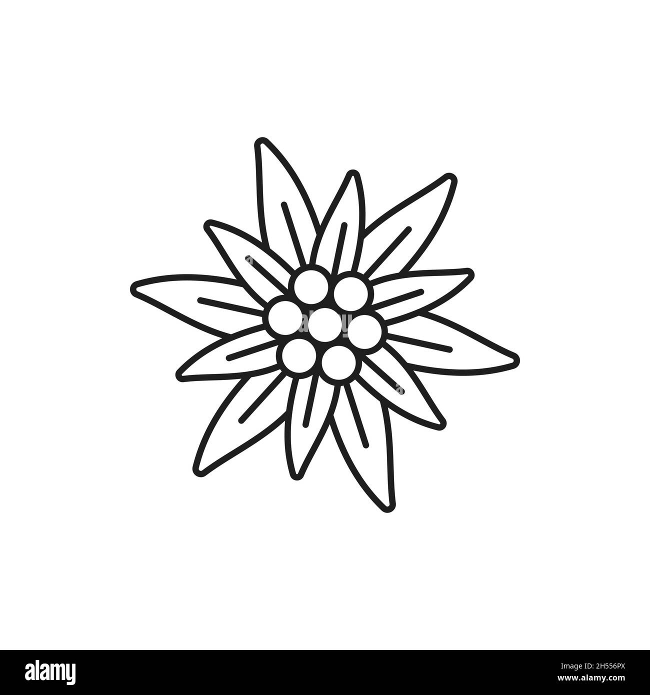 Alp edelweiss Stock Vector Images - Alamy