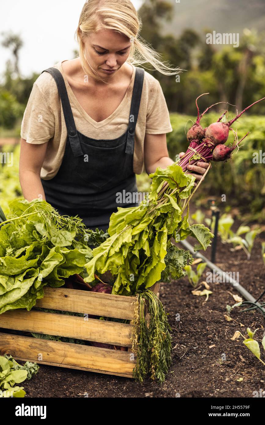 Organic farmer arranging fresh vegetables into a crate on her farm ...