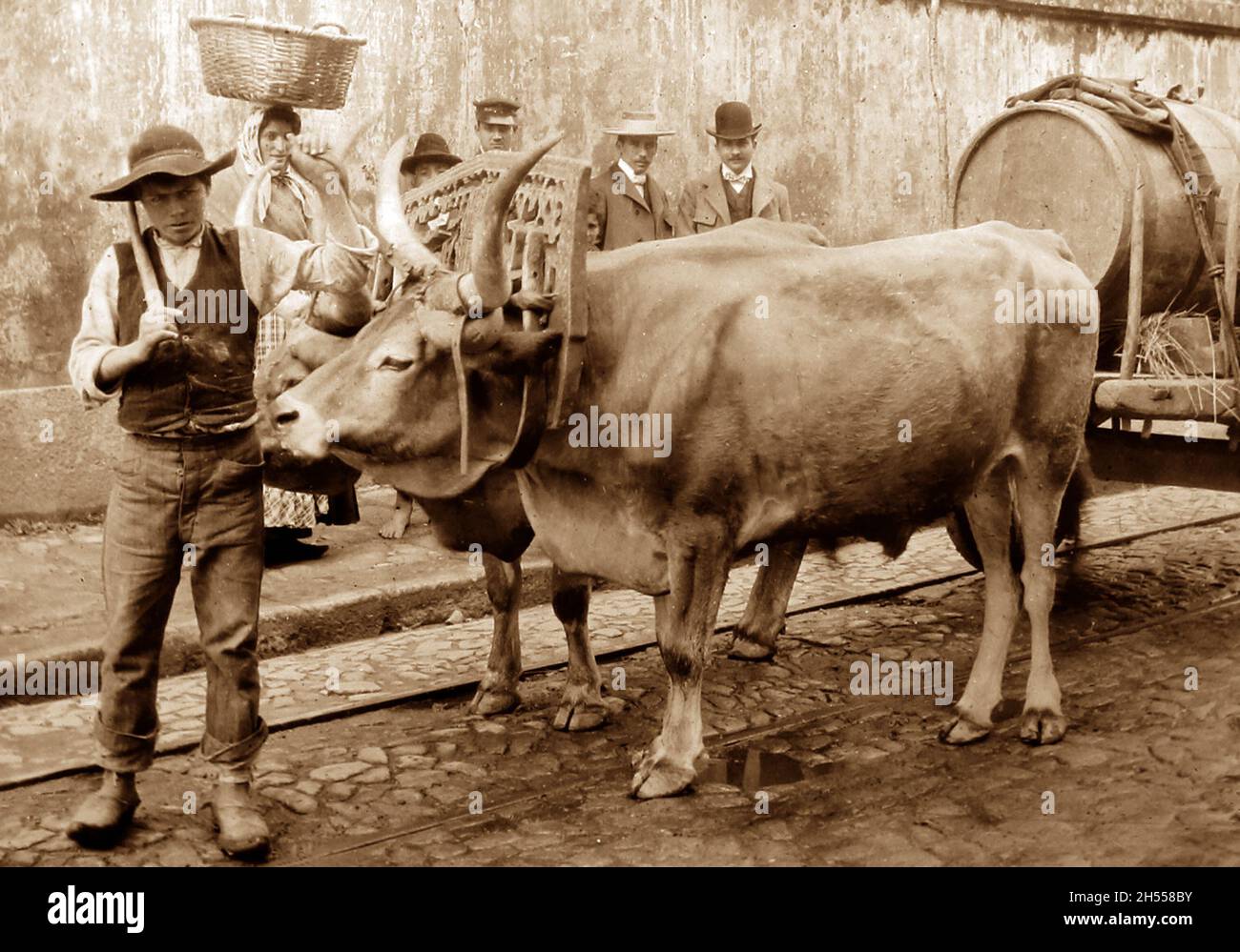 Bullock cart, Porto, Portugal, early 1900s Stock Photo - Alamy
