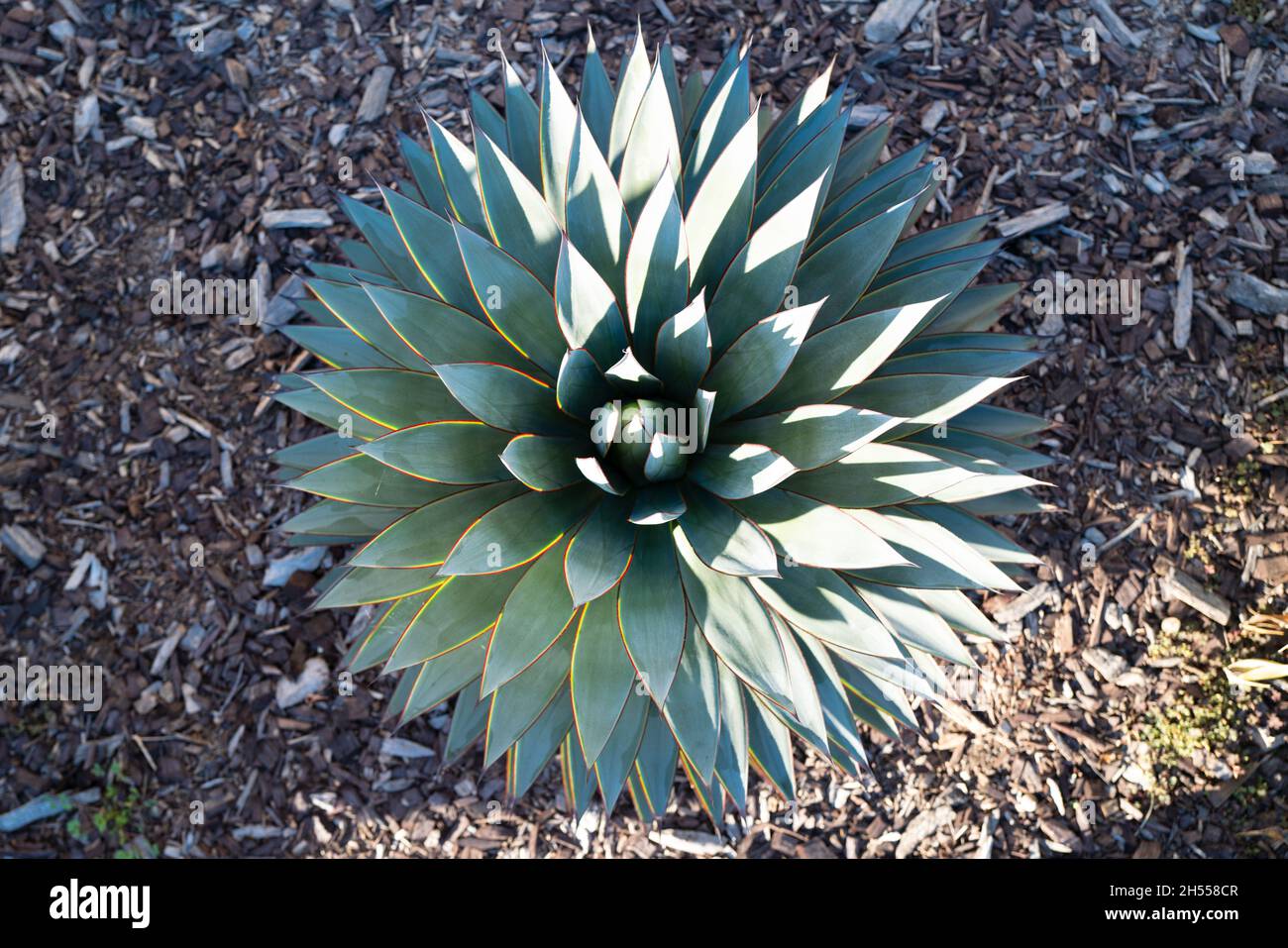 Agave green. Cactus backdround, cacti design or cactaceae pattern Stock ...