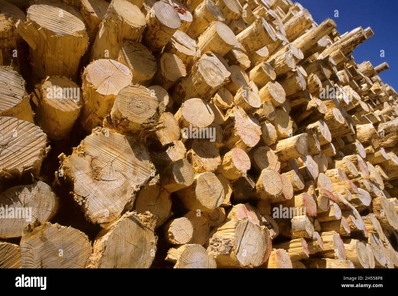 Sawmill logs hi-res stock photography and images - Alamy