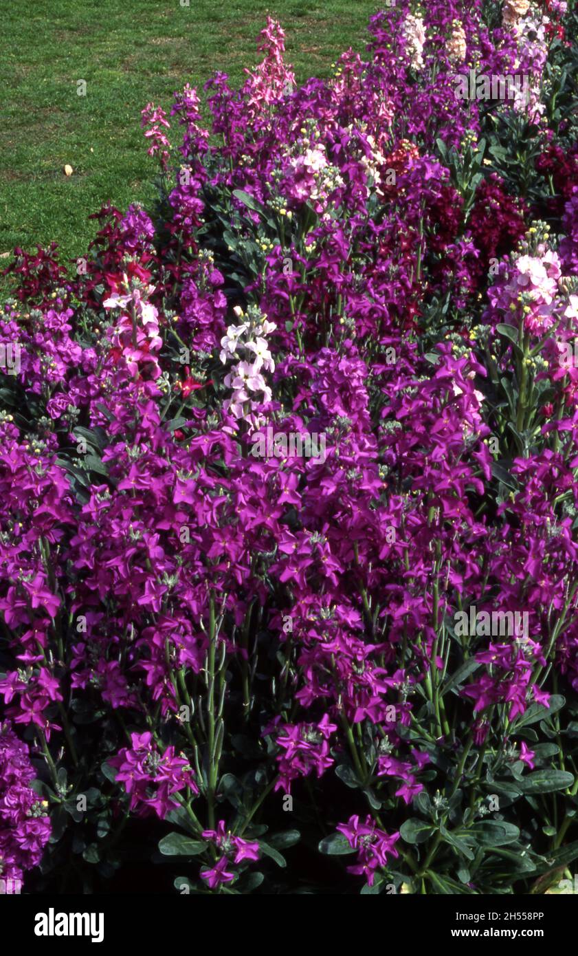 Mathiola incana hi-res stock photography and images - Alamy