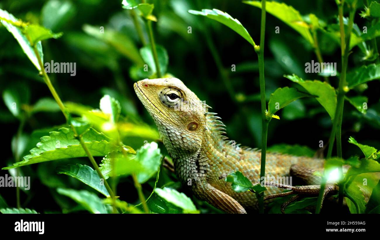 A lizard in the green grass Stock Photo - Alamy