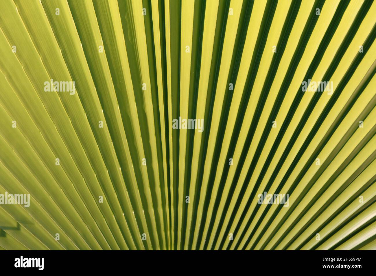 Tropical leaf texture, palm foliage nature green background. Green ...