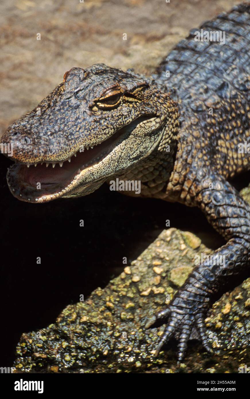 A young alligator Stock Photo - Alamy
