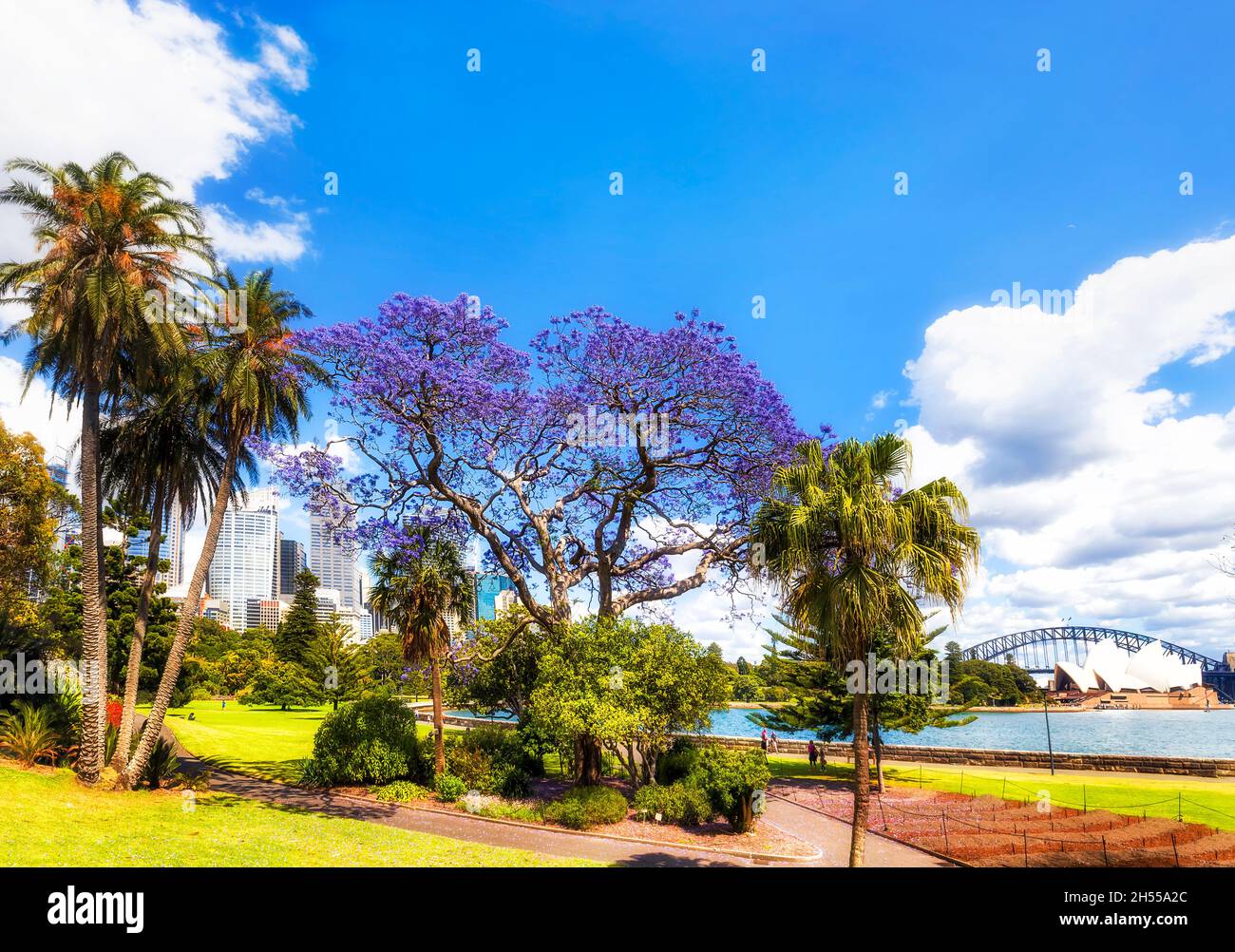 Spring time at Green public park in City of Sydney on shores of Sydney ...